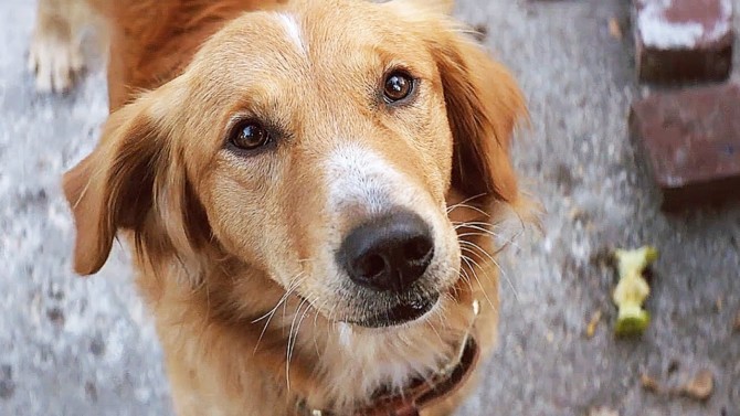 QUATRO VIDAS DE UM CACHORRO CHEGA AO TELECINE
